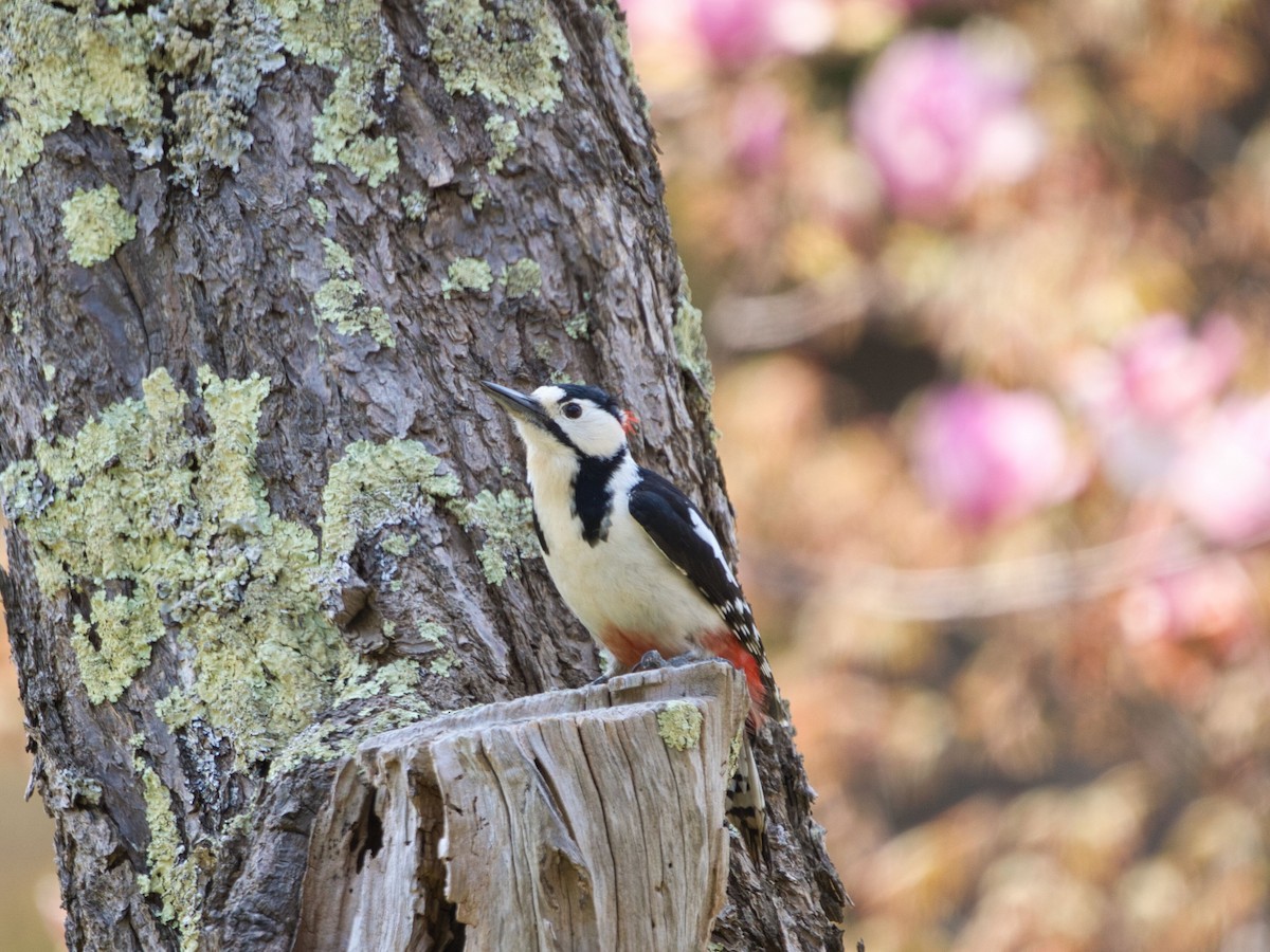 eBird Checklist - 4 May 2024 - 函館市--見晴公園・旧岩船氏庭園(香雪園) (Hakodate ...