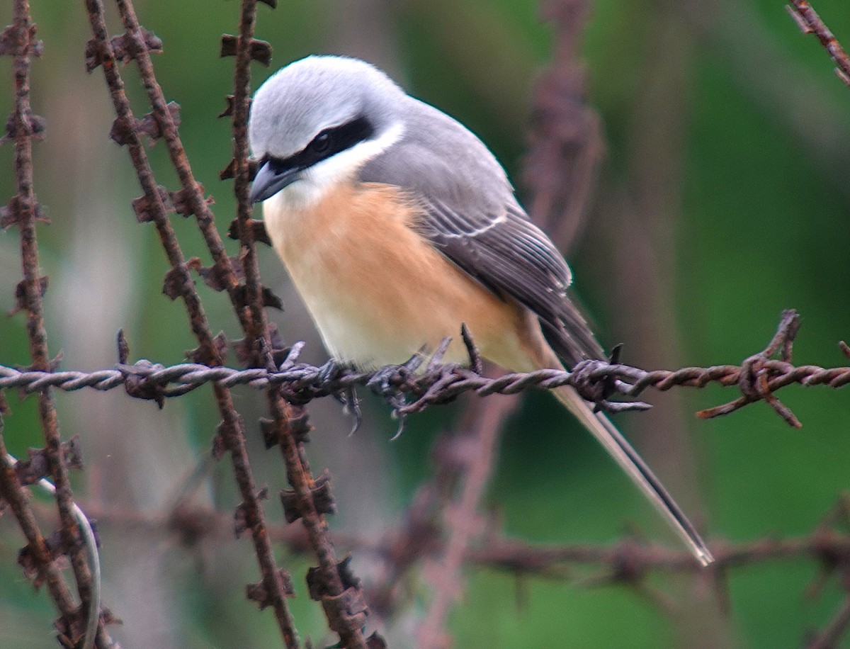 eBird Checklist - 11 May 2024 - 백령도(Baekryeong-do (island)) - 132 ...