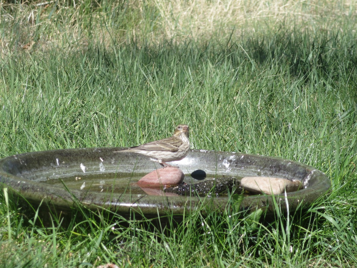 Camachuelo sp. (Haemorhous sp.) - eBird