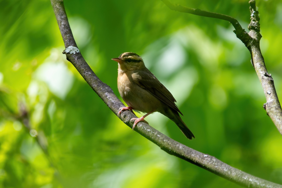 Pennsylvania Bird Atlas Checklist - 11 May 2024 - Tumbling Run - 22 species