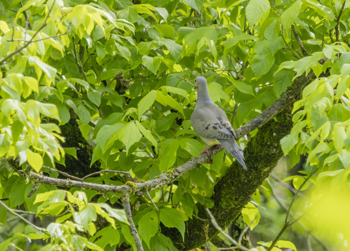 Pennsylvania Bird Atlas Checklist - 11 May 2024 - Pickering Creek Trail ...