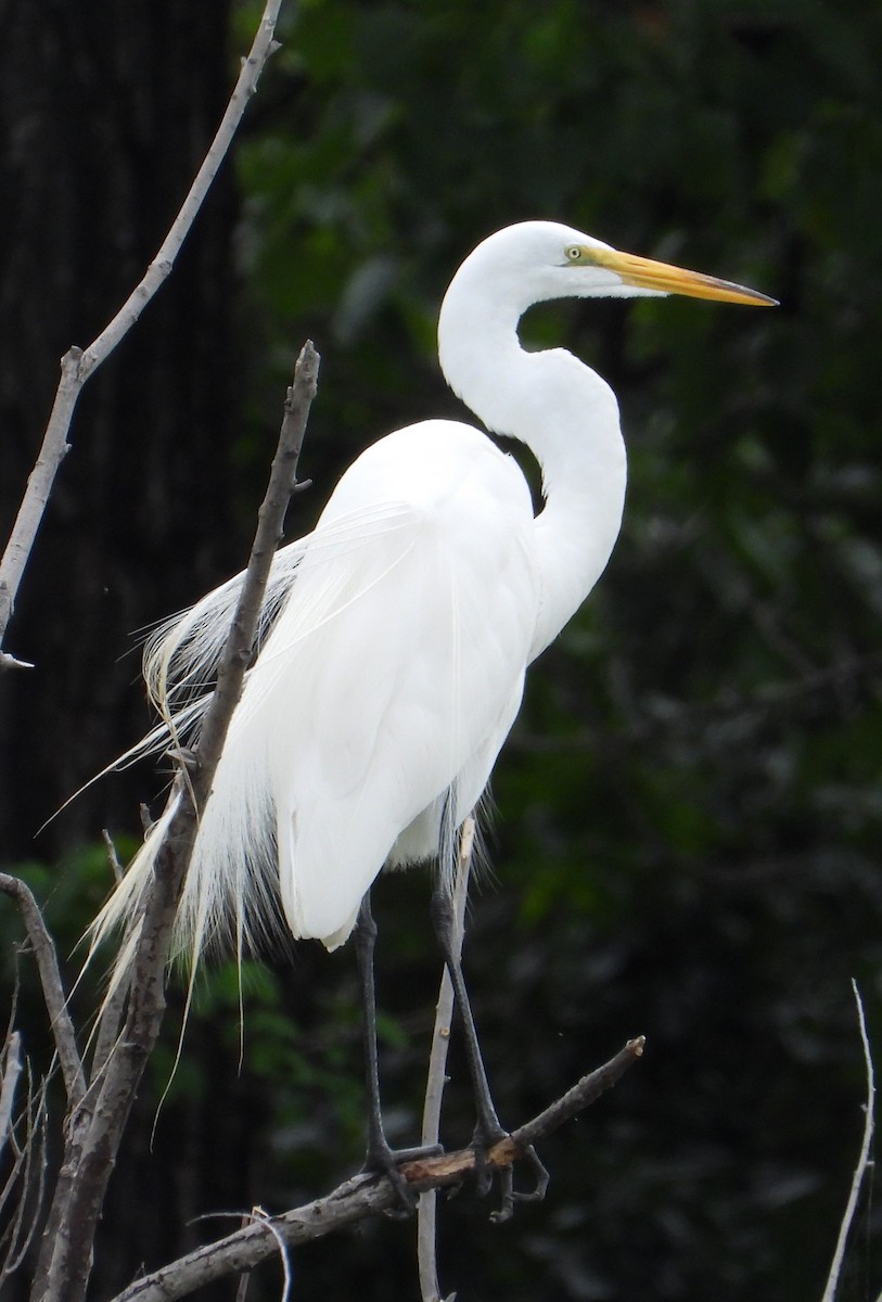 eBird Checklist - 11 May 2024 - Lewisville Lake Environmental Learning ...