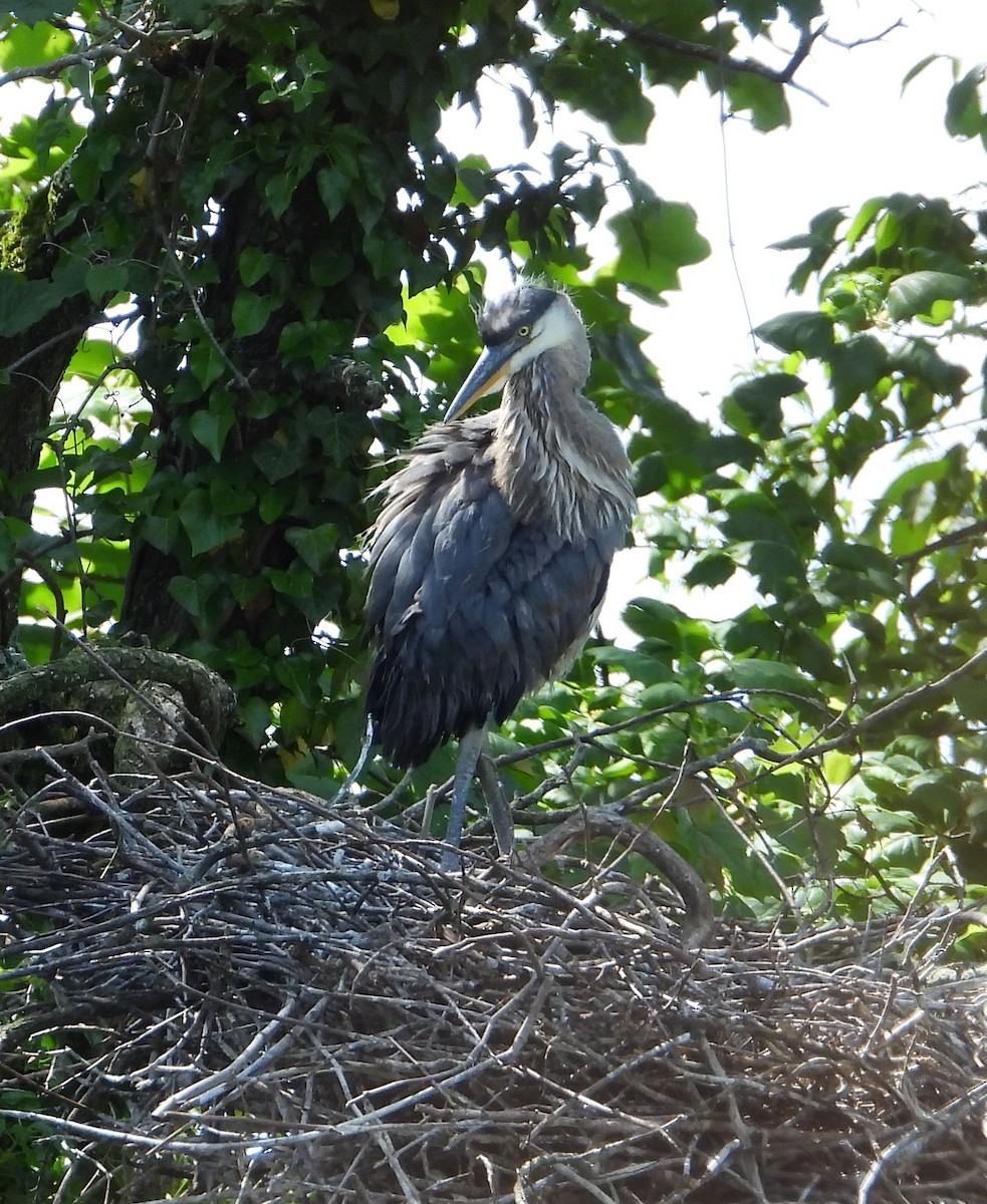 eBird Checklist - 11 May 2024 - Daniels Run Park - 25 species