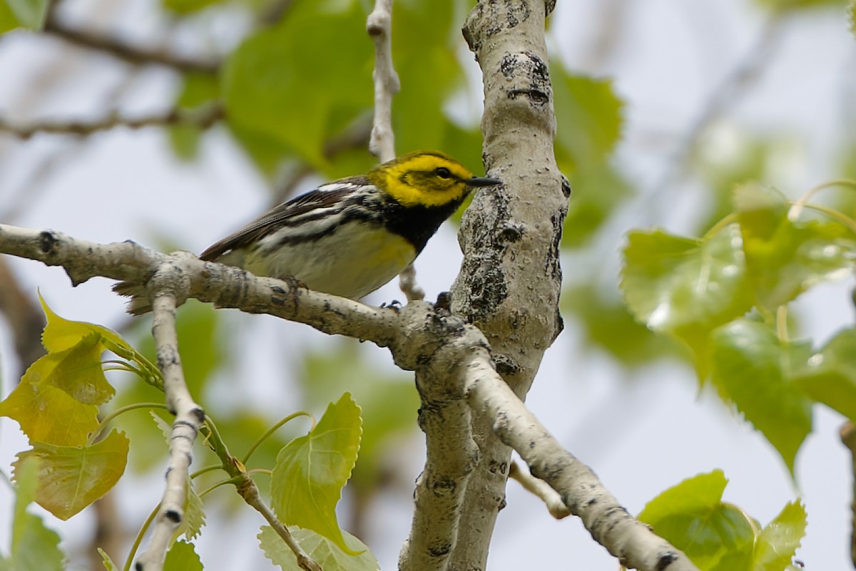 eBird Checklist - 11 May 2024 - Elks Park - 8 species