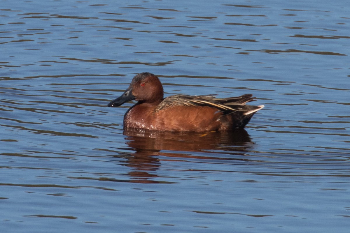 ML618834925 - Cinnamon Teal - Macaulay Library
