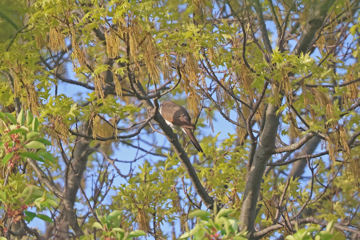 eBird Checklist - 4 May 2024 - Jamaica Bay Wildlife Refuge - 80 species