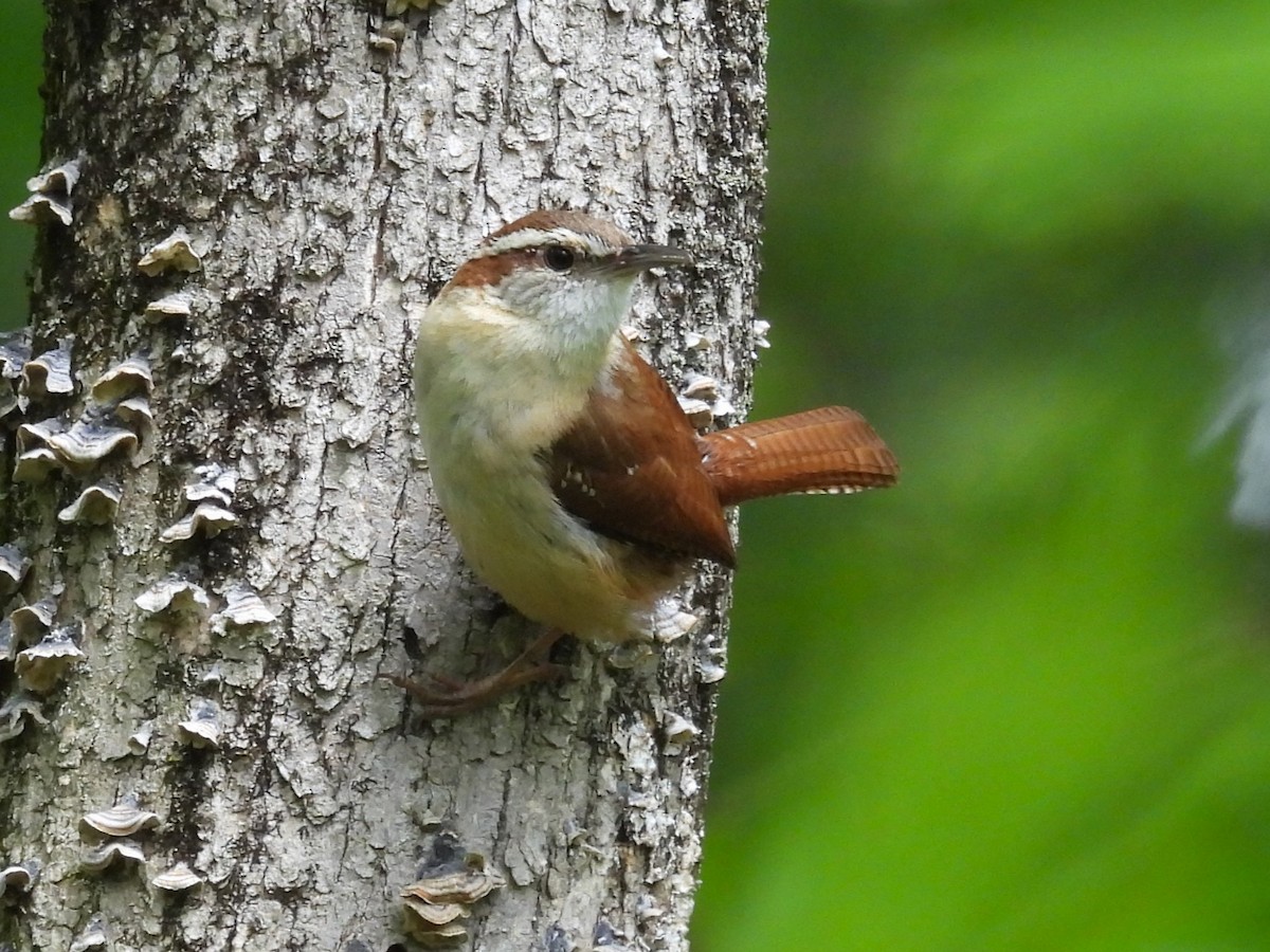 eBird Checklist - 11 May 2024 - Tanager Hill & Owen Mortimer (SLT) - 38 ...