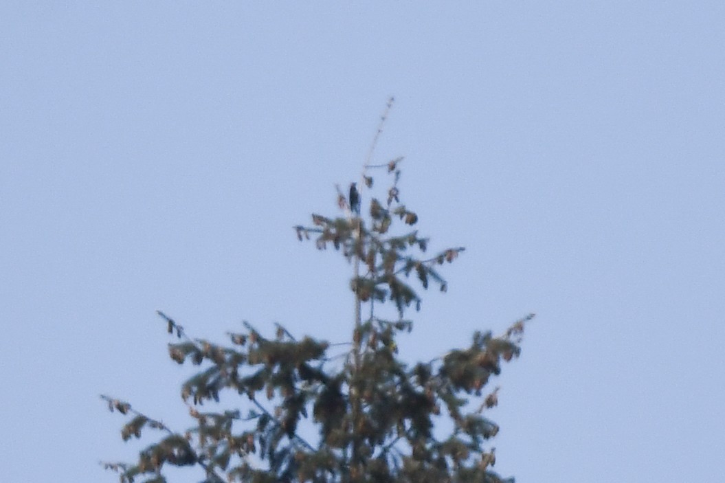 eBird Checklist - 11 May 2024 - Point Defiance Park--Dune Peninsula ...