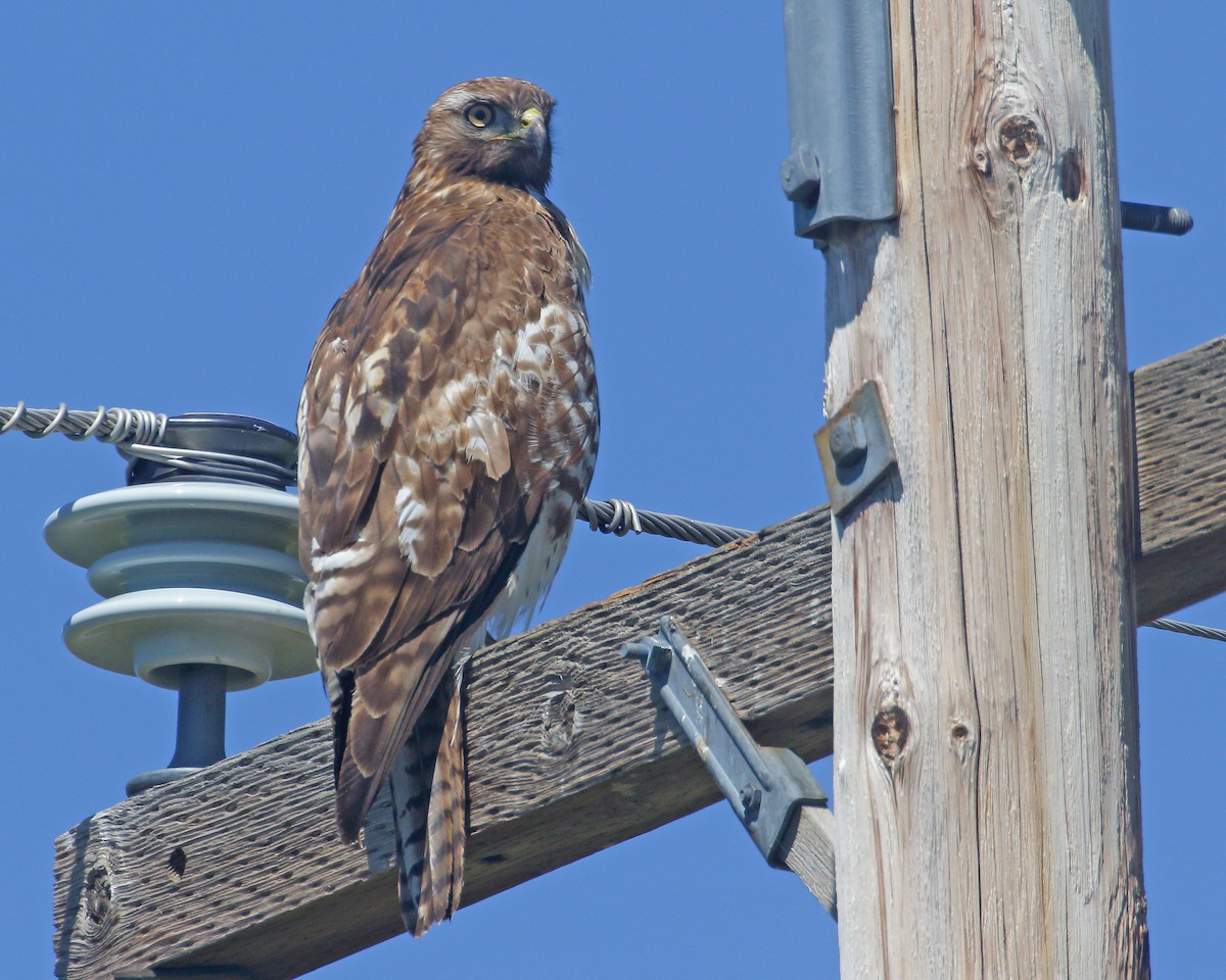 eBird Checklist - 11 May 2024 - Anatone Flats - 4 species (+1 other taxa)