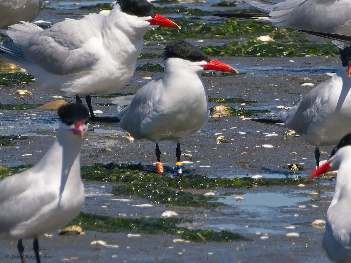 eBird Checklist - 11 May 2024 - Etta Turner Park - 9 species (+2 other ...