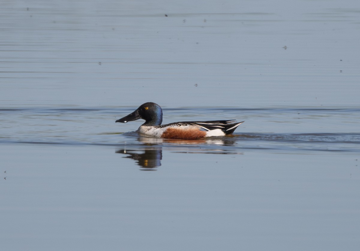 eBird Checklist - 11 May 2024 - Yolo Bypass Wildlife Area - 72 species