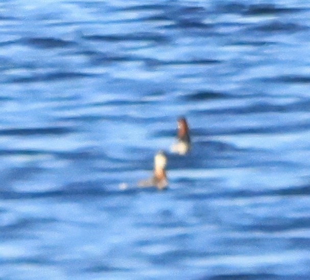 eBird Checklist - 9 May 2024 - Petaluma Marsh WA--Rush Creek Unit ...