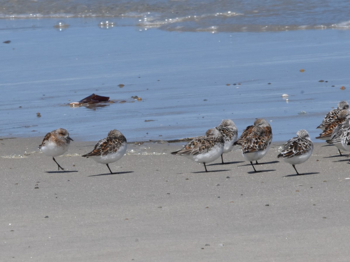eBird Checklist - 11 May 2024 - Plymouth Beach - 26 species