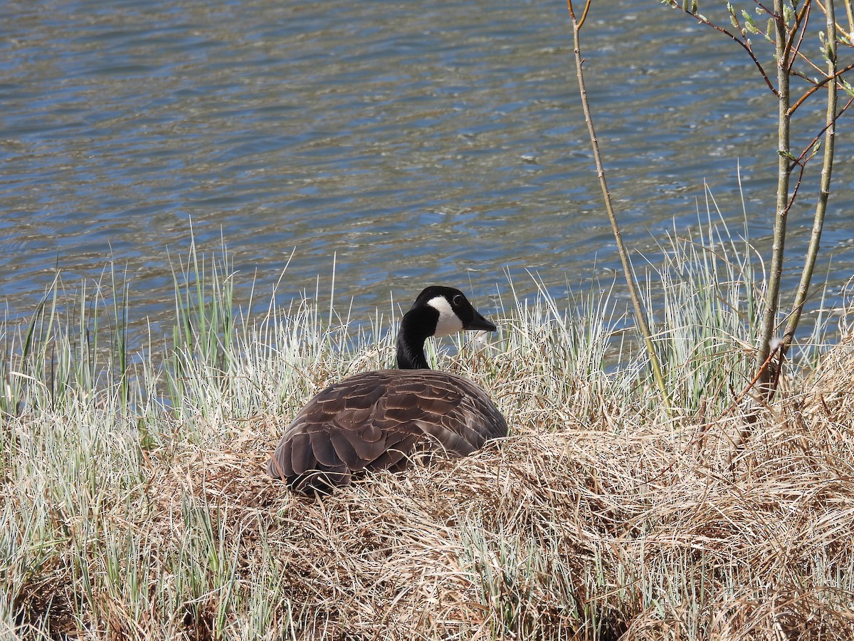 eBird Checklist - 11 May 2024 - Calgary--Bridlewood Wetlands - 14 species
