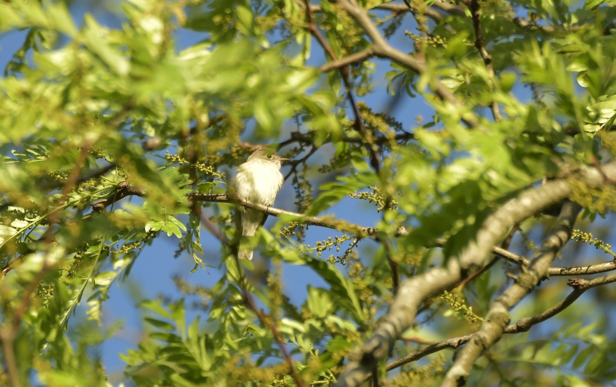 eBird Checklist - 11 May 2024 - Silver Lake Park/Nature Center - 79 species