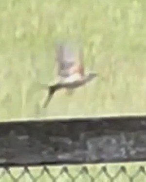 eBird Checklist - 11 May 2024 - Circle D Farm (private) - 1 species