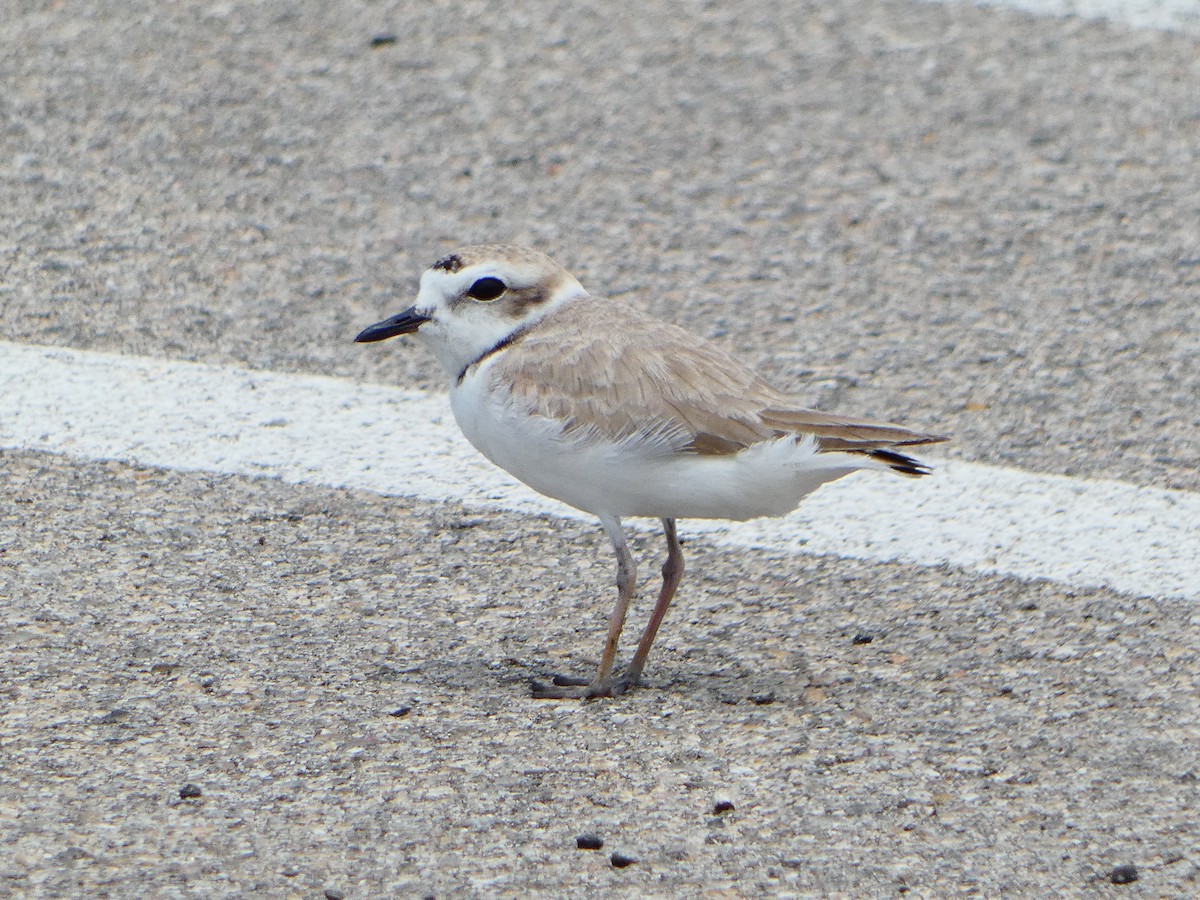 eBird Checklist - 11 May 2024 - Grapevine Lake--Meadowmere Pk (Tarrant ...