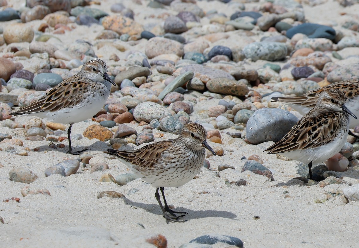 White-rumped x Semipalmated Sandpiper (hybrid) - eBird