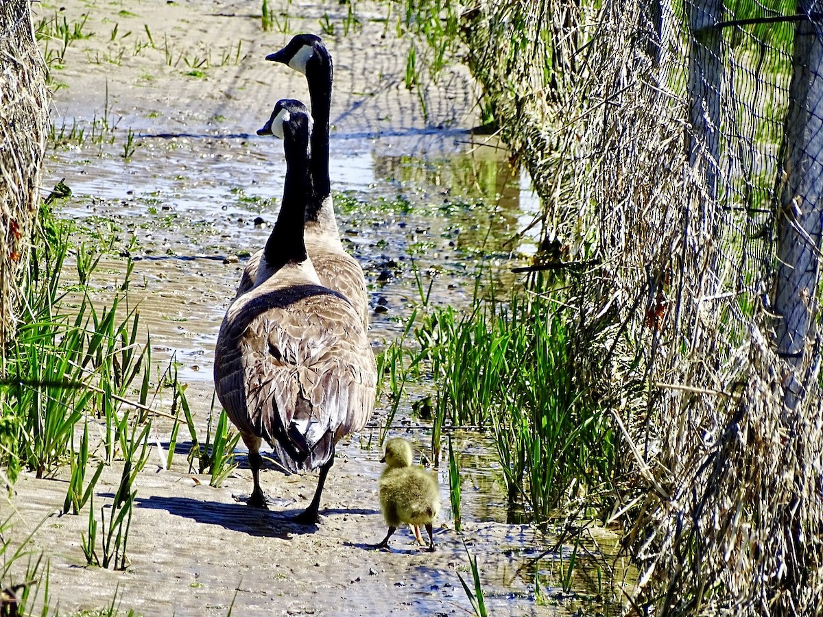 New York Breeding Bird Atlas Checklist - 11 May 2024 - Jamaica Bay ...