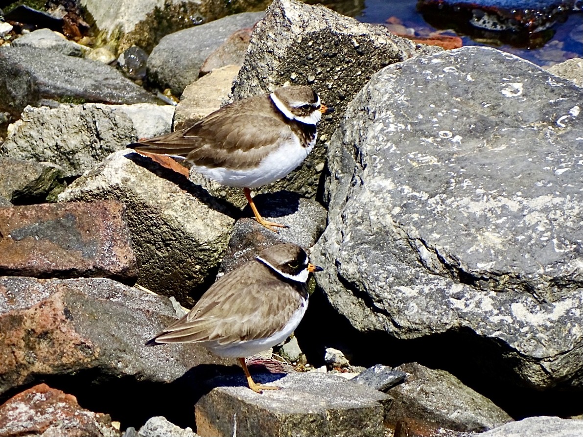 New York Breeding Bird Atlas Checklist - 11 May 2024 - Sunset Cove Park ...