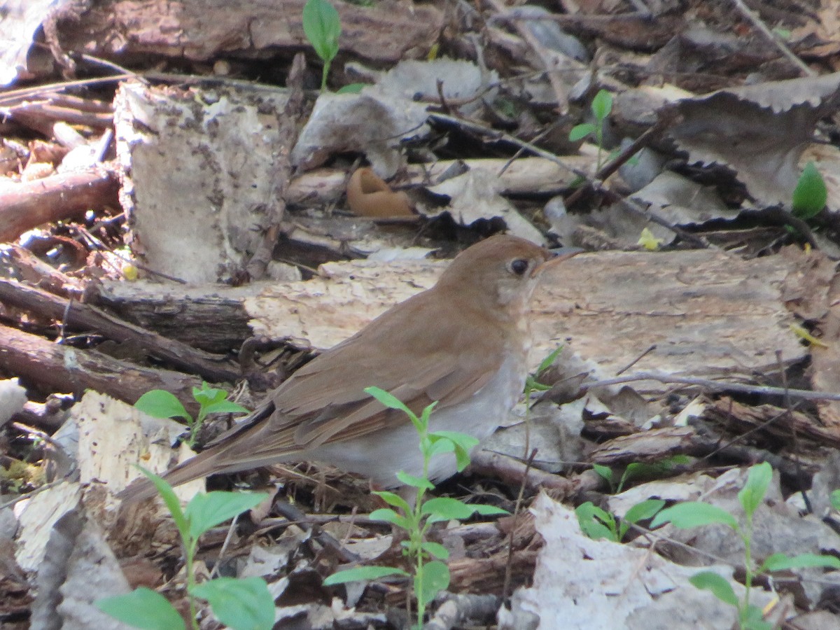 eBird Checklist - 11 May 2024 - East Community Park - 37 species