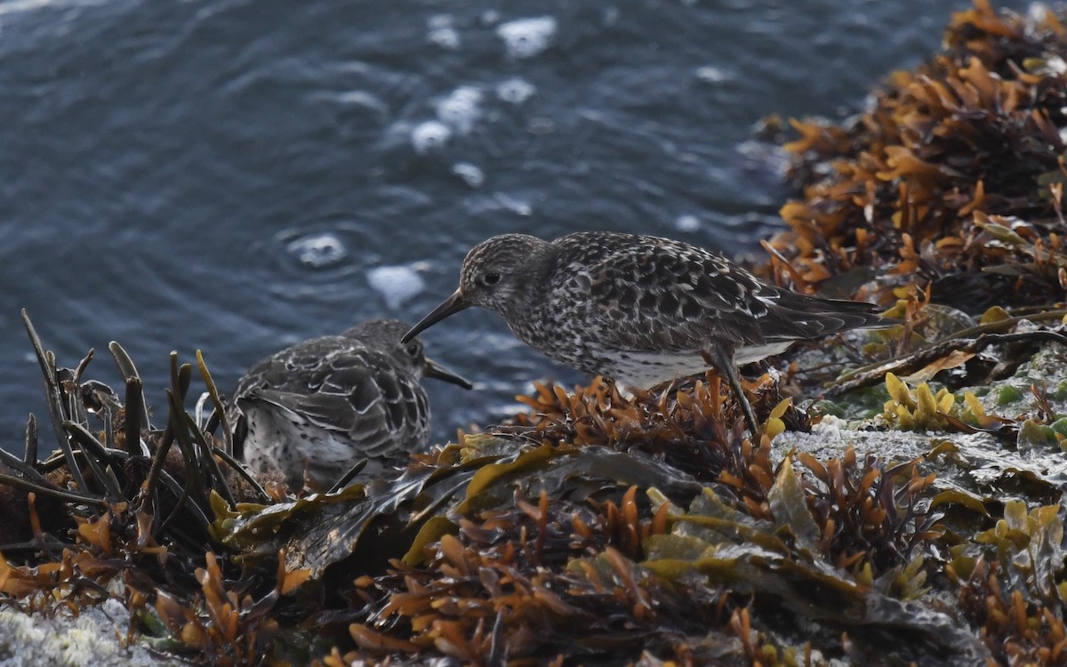 eBird Checklist - 11 May 2024 - Isles of Shoals--Star Island, Rye - 49 ...