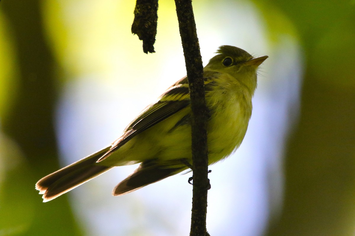 eBird Checklist - 11 May 2024 - Grand Mere SP - 82 species