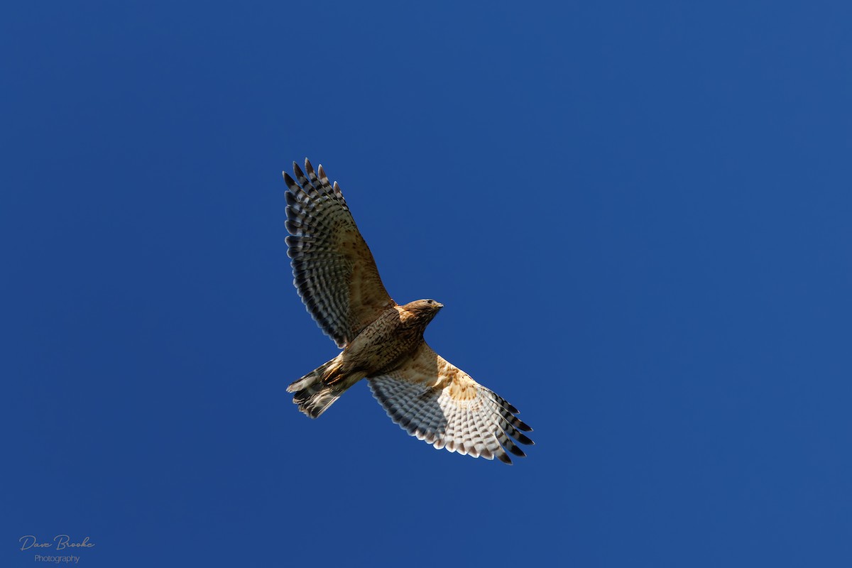 Pennsylvania Bird Atlas Checklist - 11 May 2024 - Deer Lakes Regional Park - 52 species