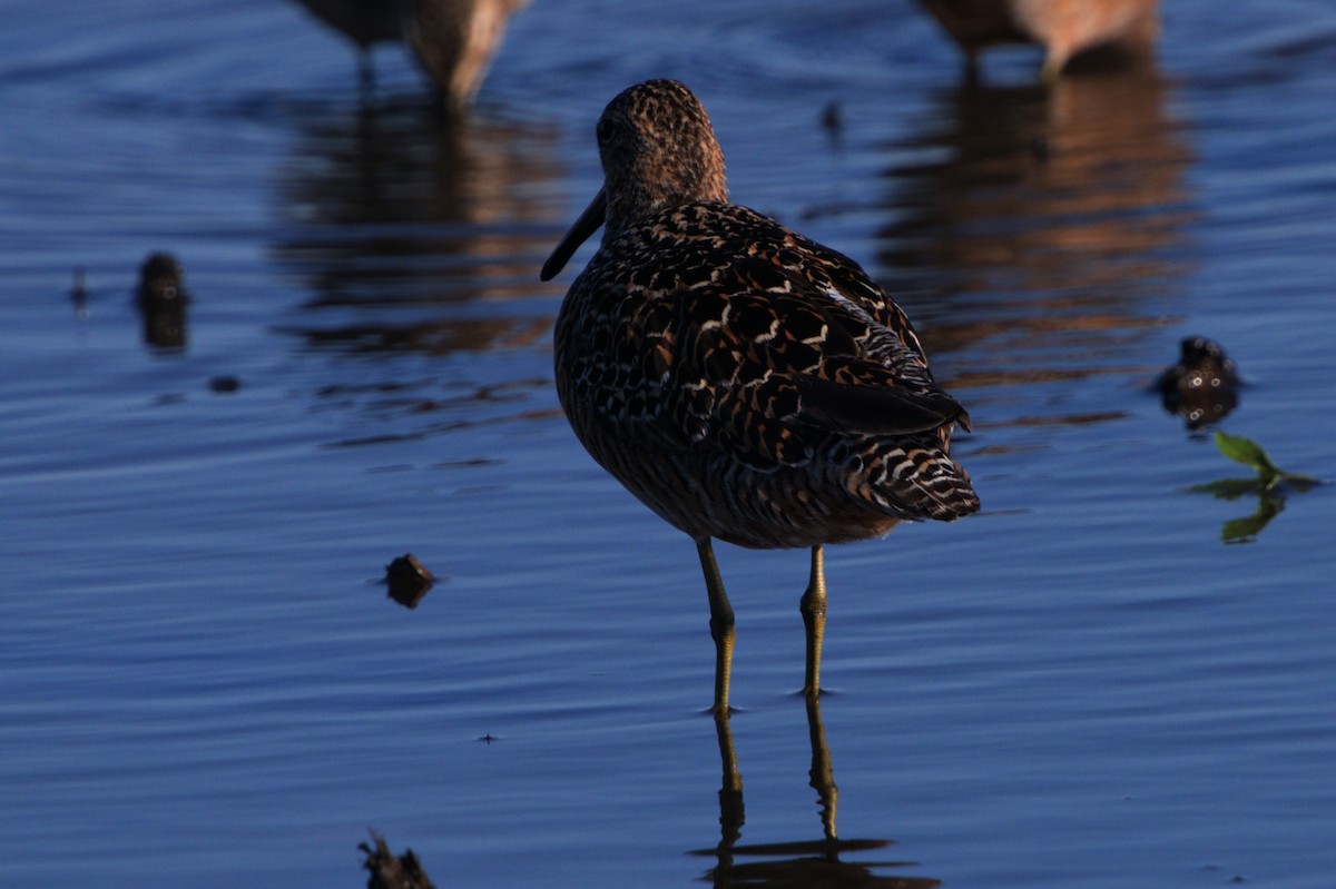 eBird Checklist - 11 May 2024 - 1899-1801 500th Street, Albert City ...