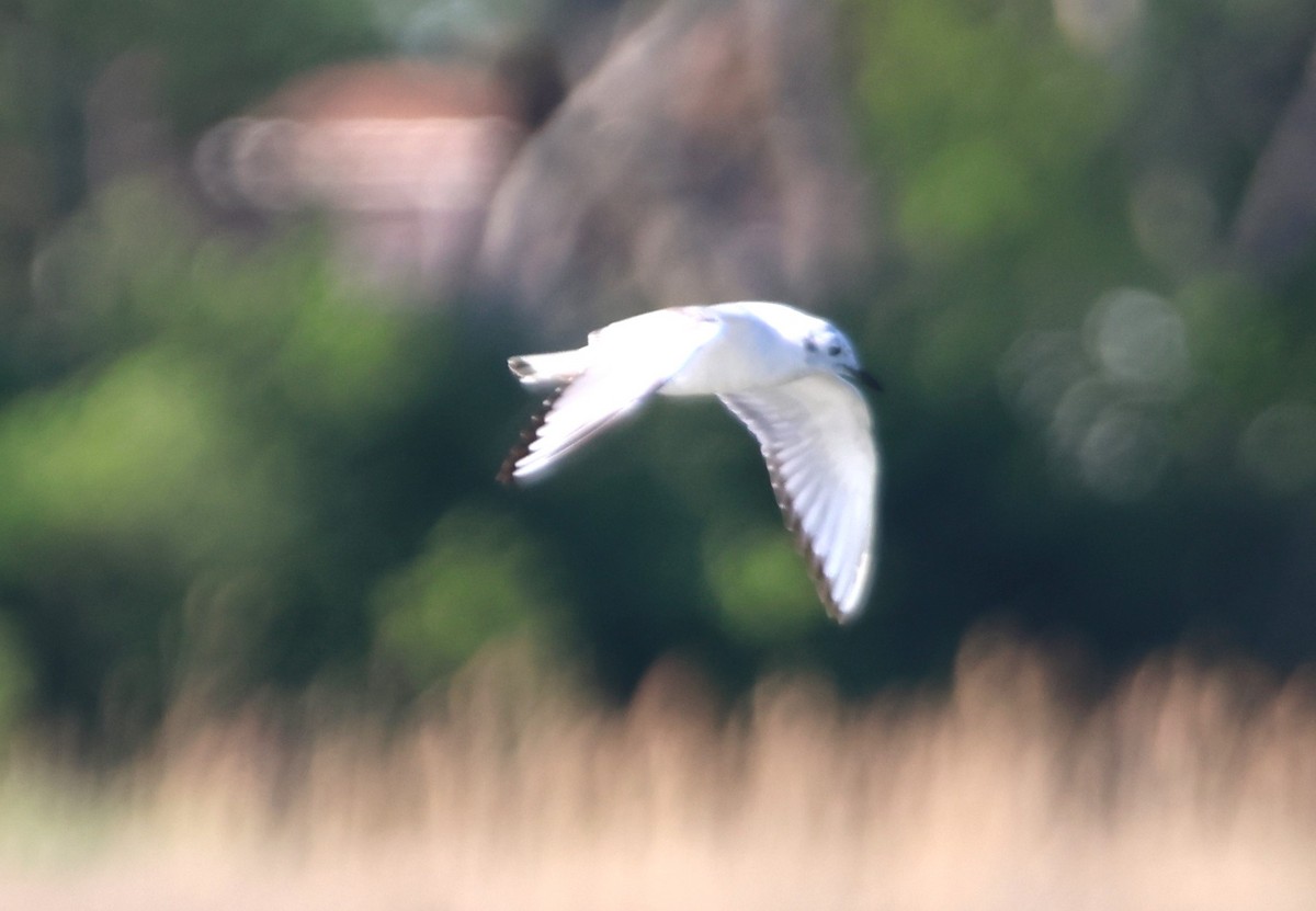 eBird Checklist - 10 May 2024 - Pipe Creek Wildlife Area - 49 species