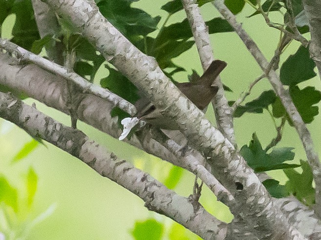 eBird Checklist - 11 May 2024 - Anahuac NWR--Jackson Prairie Woodlot ...