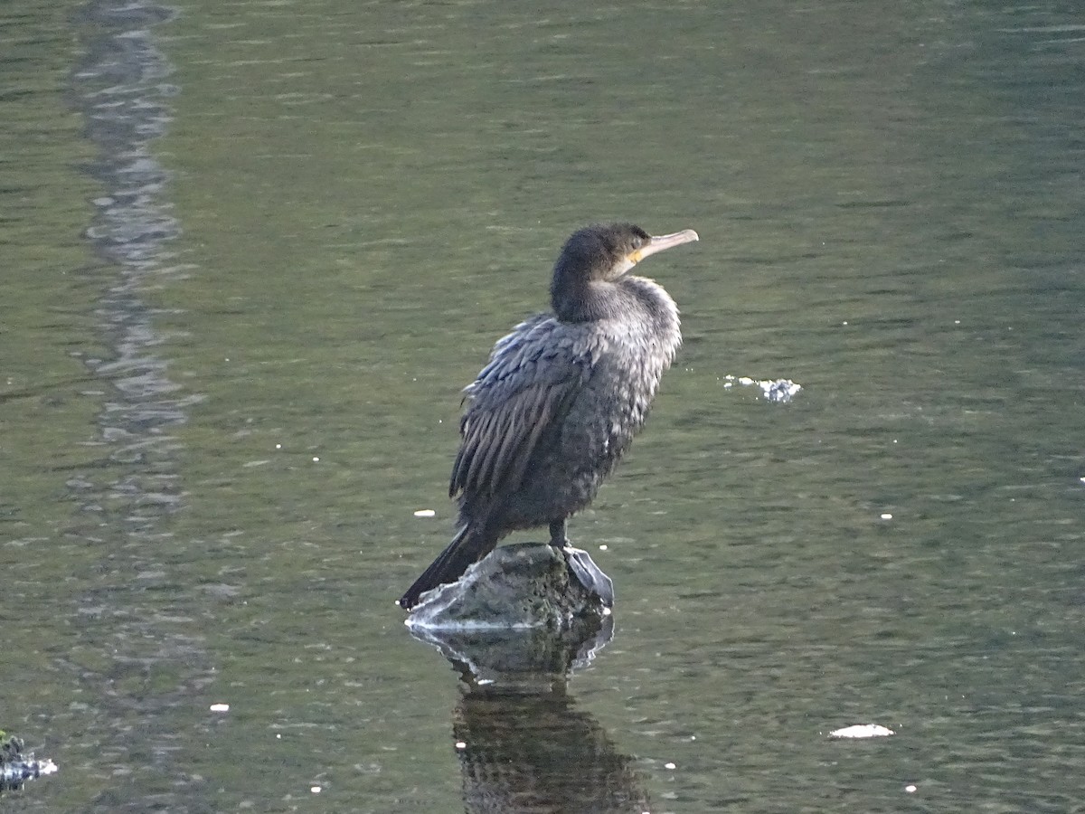 eBird Checklist - 27 Sep 2019 - Castro--Costanera norte - 1 species