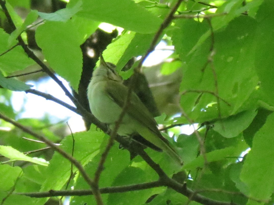 eBird Checklist - 11 May 2024 - Carpenter Park, Springfield - 21 species