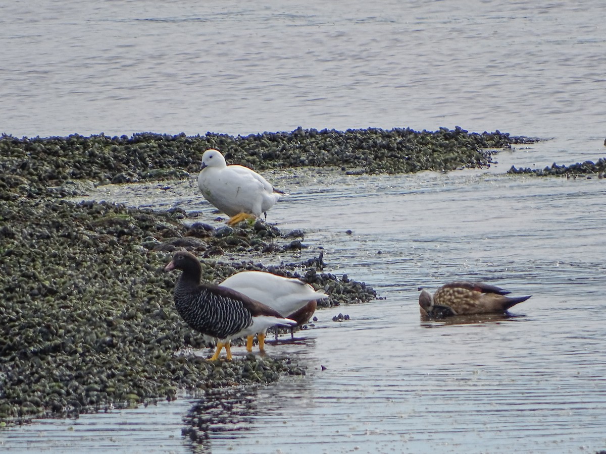 eBird Checklist - 30 Sep 2019 - PN Alberto de Agostini--Bahía Ainsworth ...