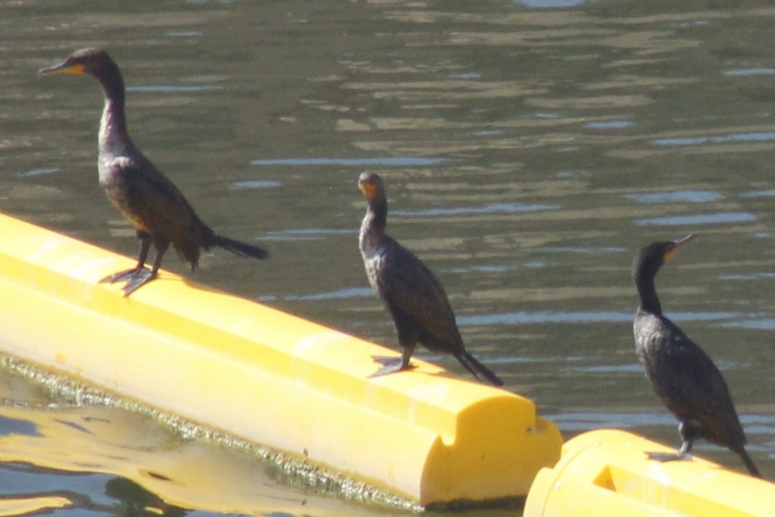 eBird Checklist - 11 May 2024 - San Carlos Lake--Coolidge Dam (Pinal Co ...