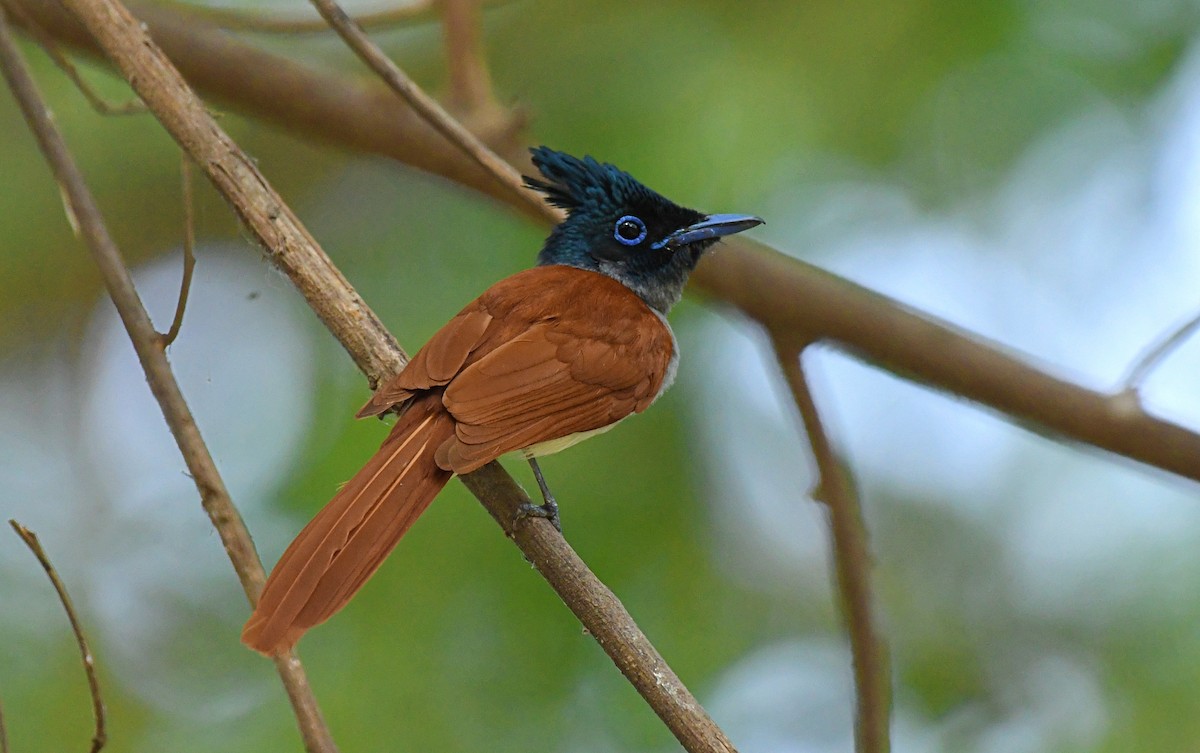 eBird Checklist - 11 May 2024 - Bhondsi Nature Park - 36 species