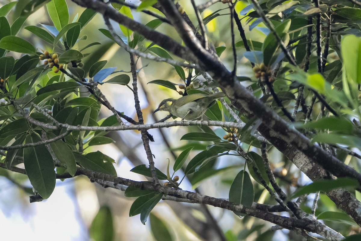 eBird Checklist - 3 Nov 2023 - Varirata National Park - 18 species