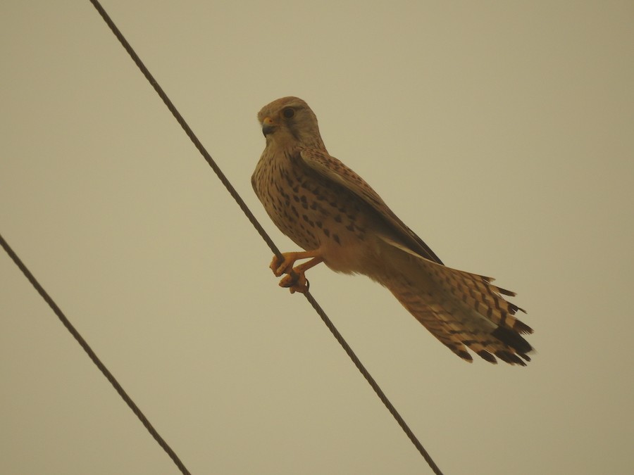 Lesser/Common Kestrel - eBird