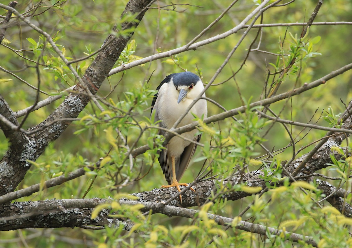 eBird Checklist - 11 May 2024 - Capisic Pond Park - 33 species