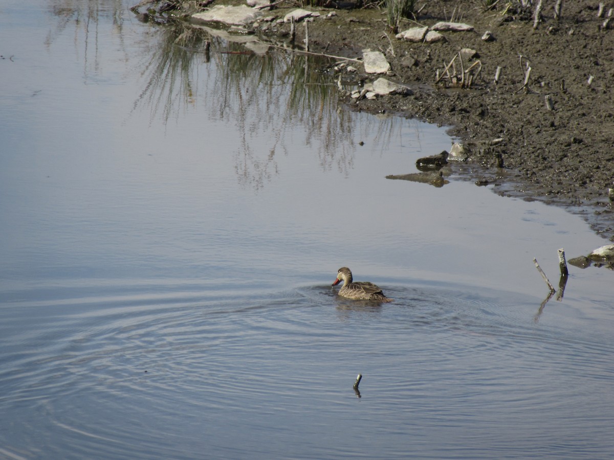 eBird Checklist - 11 May 2024 - Marievale Bird Sanctuary - 68 species