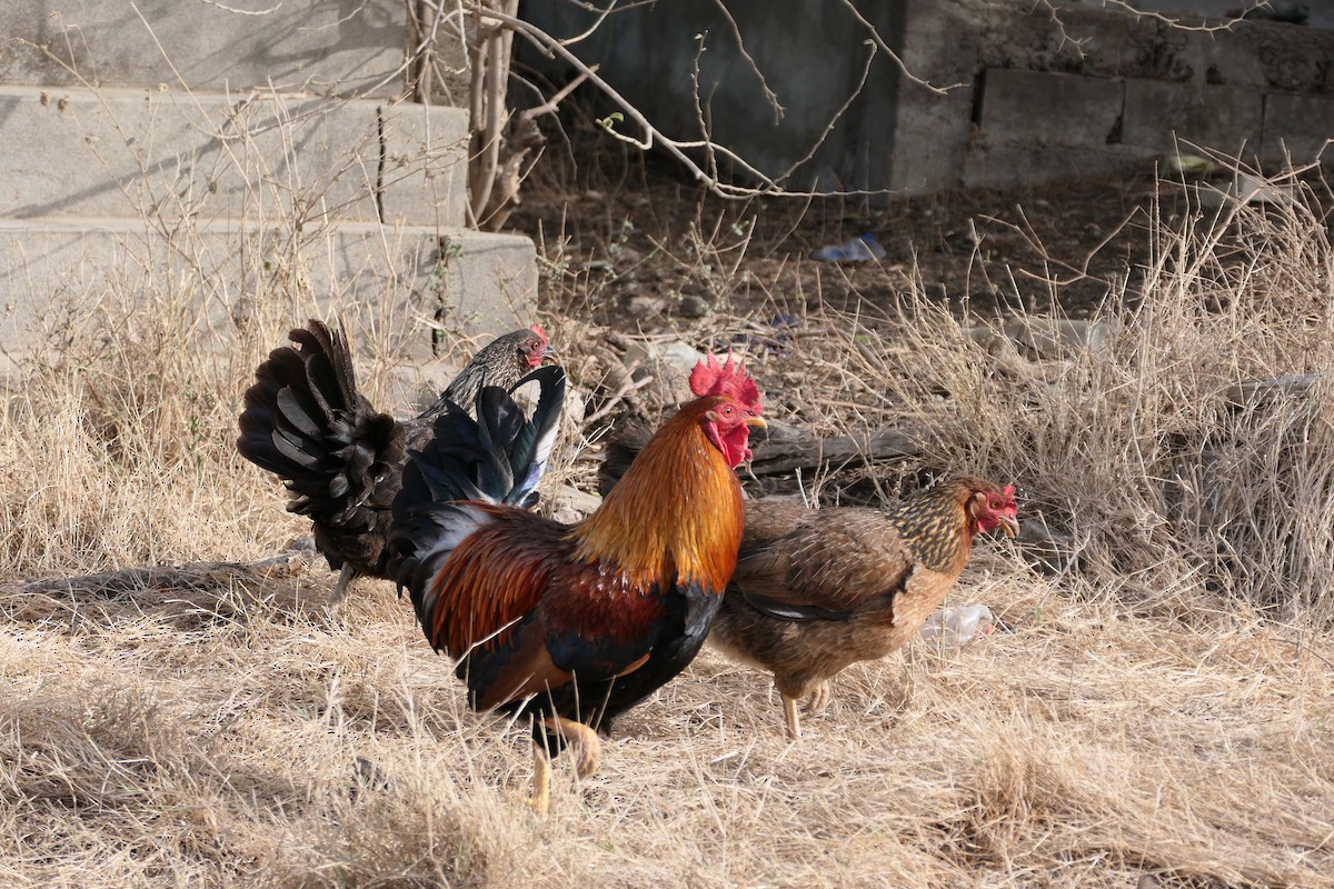 eBird Checklist - 11 May 2024 - Mt Hartman NP--Grenada Dove Trail - 18 ...