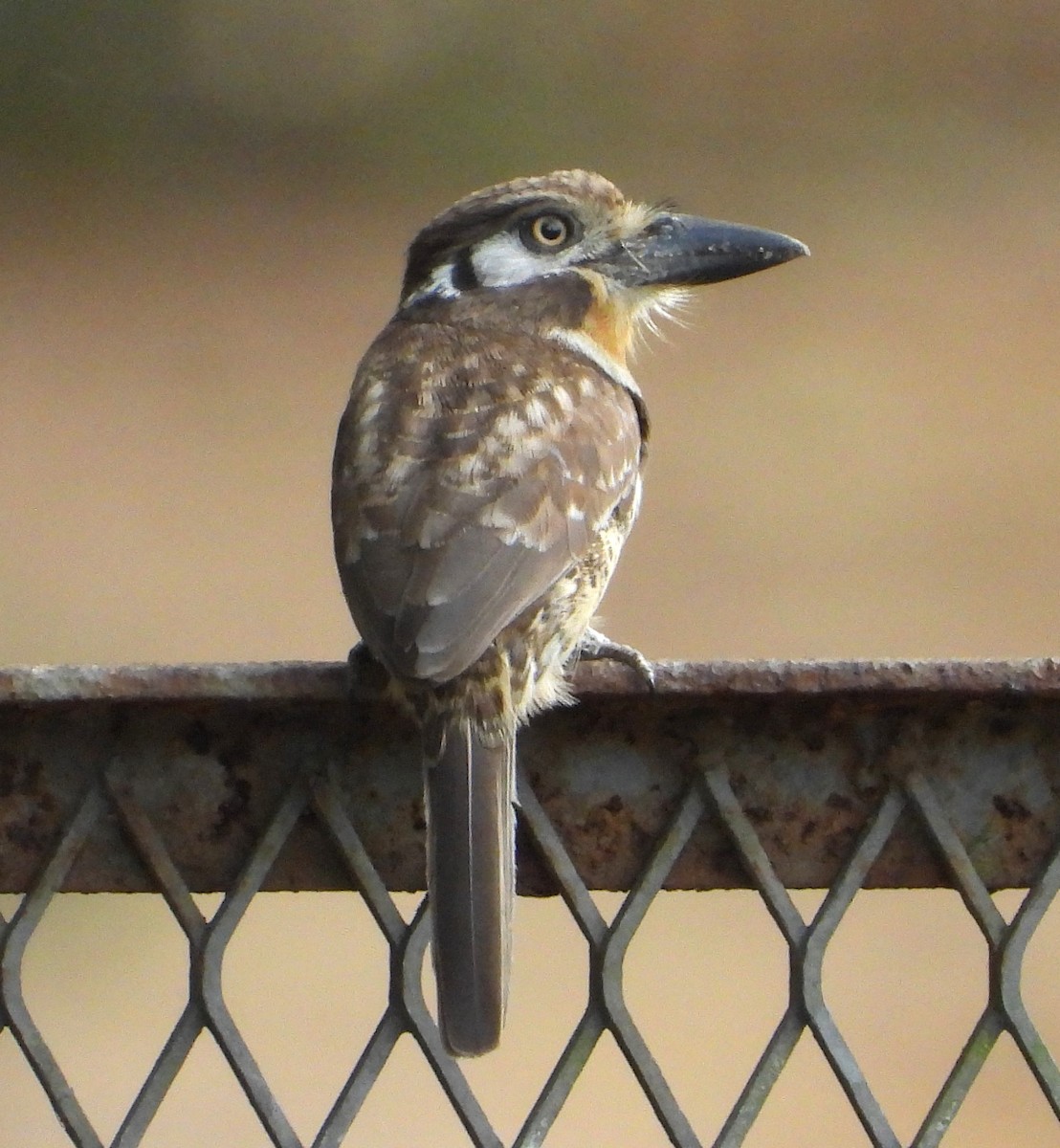 Russet-throated Puffbird - Hypnelus ruficollis - Media Search ...