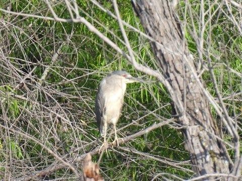 eBird Checklist - 11 May 2024 - Lewisville Lake Environmental Learning ...