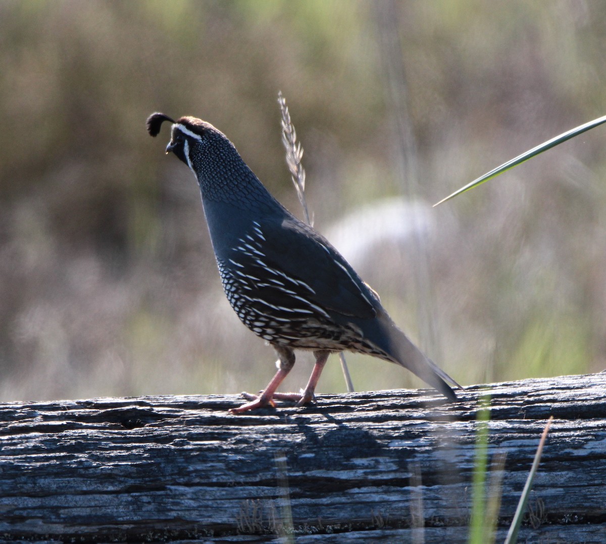 eBird Checklist - 9 May 2024 - Cline Spit - 18 species