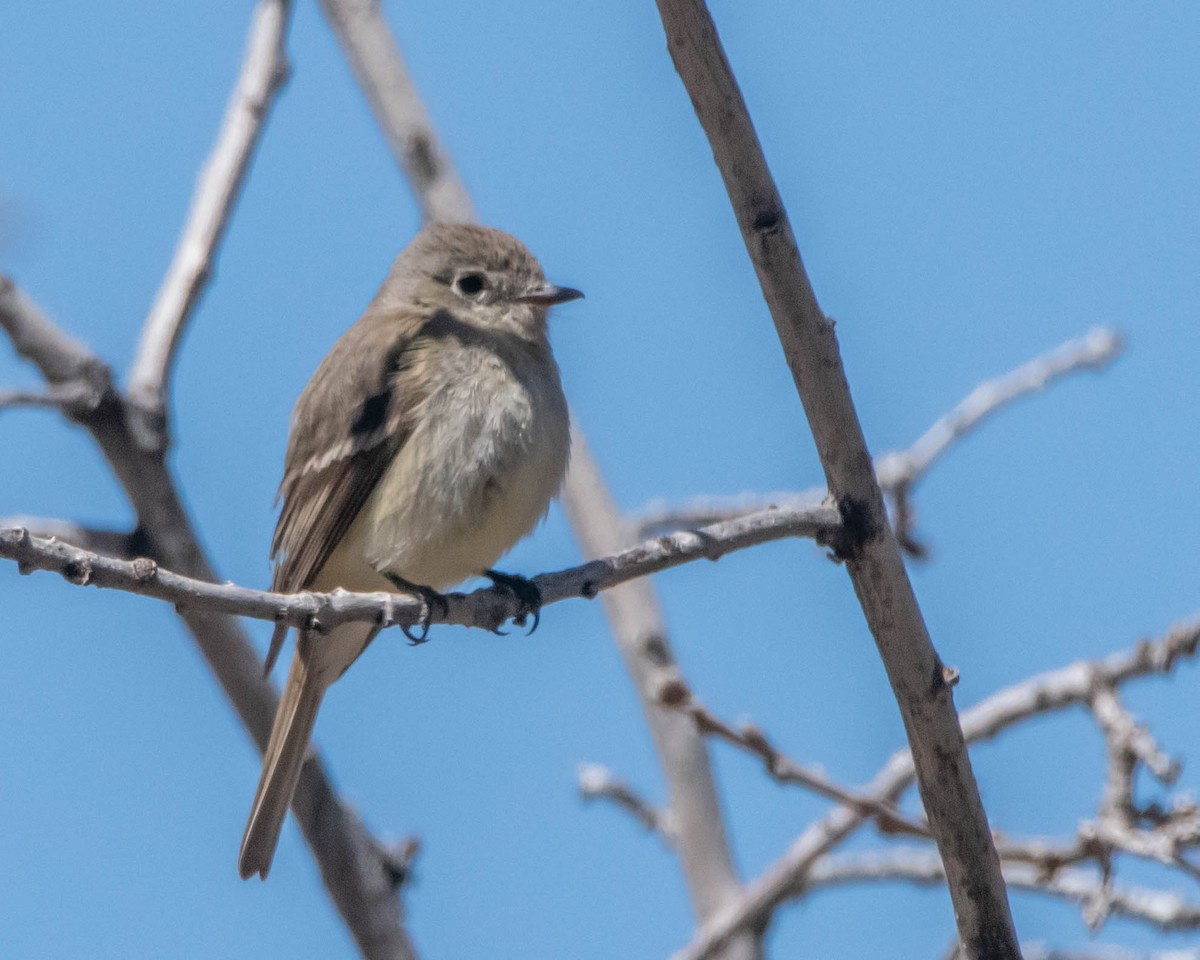 eBird Checklist - 8 May 2024 - Delta-Nucla Rd - Glencoe - 16 species