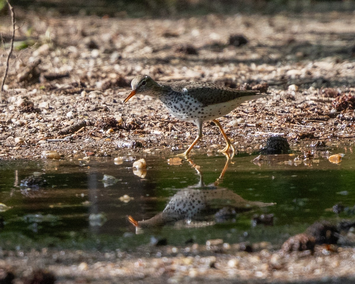 eBird Checklist - 12 May 2024 - Dyke Marsh Wildlife Preserve - 53 species