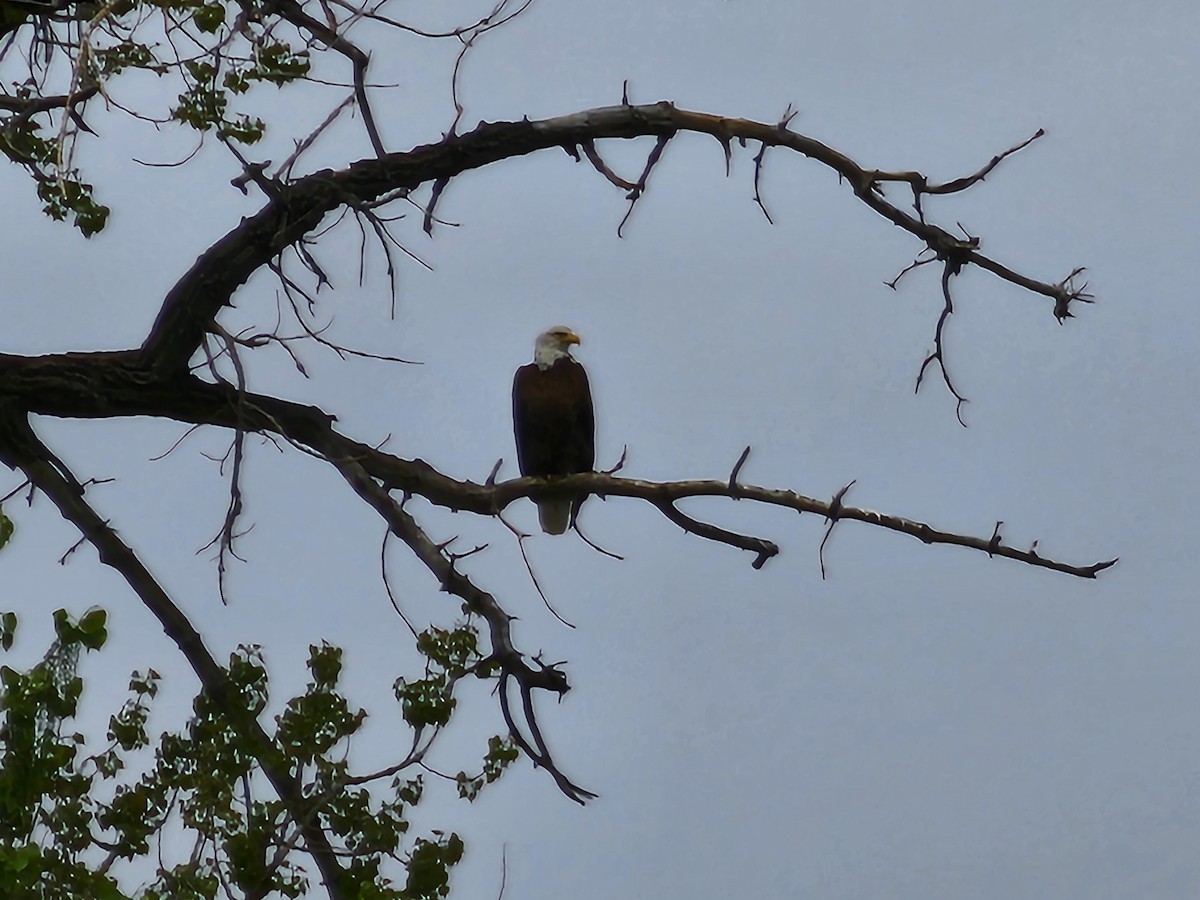 eBird Checklist - 11 May 2024 - Morrison Nature Center at Star K Ranch ...