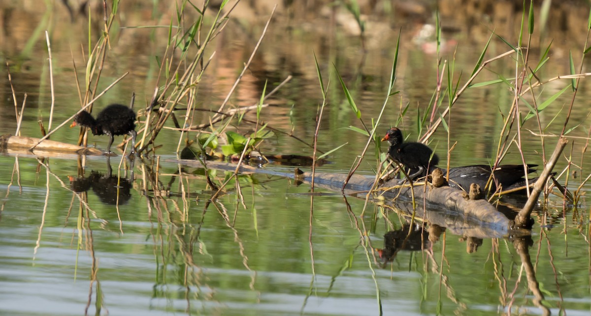 eBird Checklist - 12 May 2024 - Embalse de Cidra - 24 species