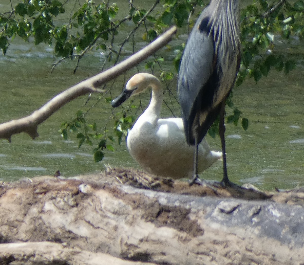 eBird Checklist - 12 May 2024 - C&O Canal--Violette's Lock - 55 species