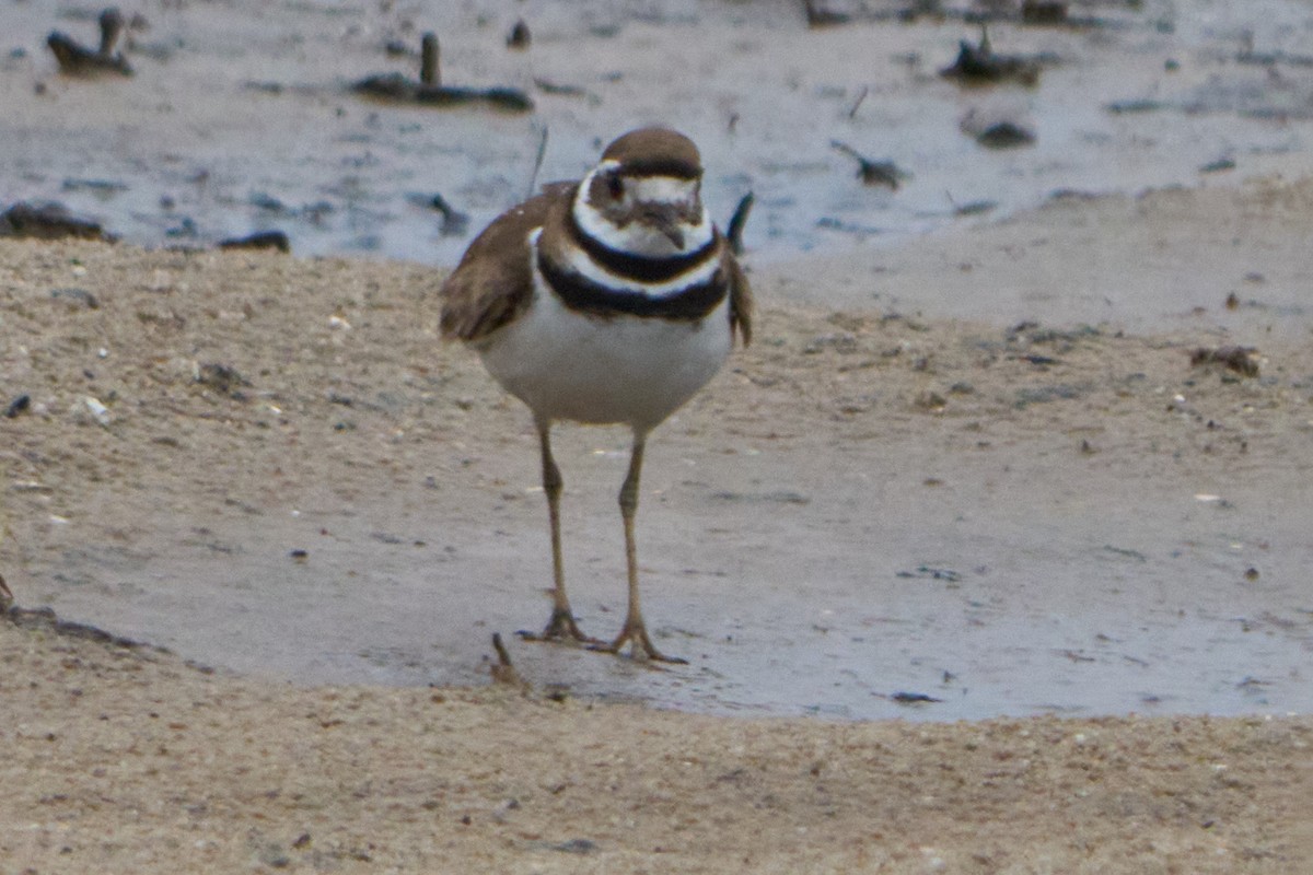 eBird Checklist - 12 May 2024 - Jones Beach SP--West End 2 - 15 species